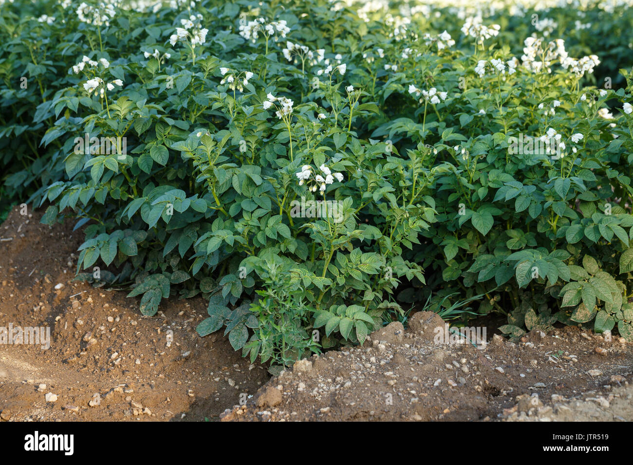 Agricultural field of potato plant Stock Photo - Alamy
