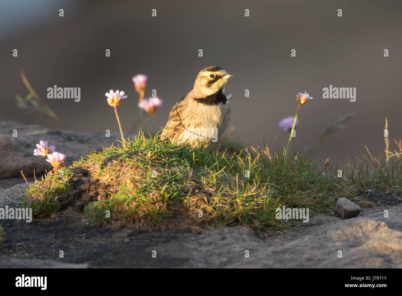 Island lark hi-res stock photography and images - Alamy