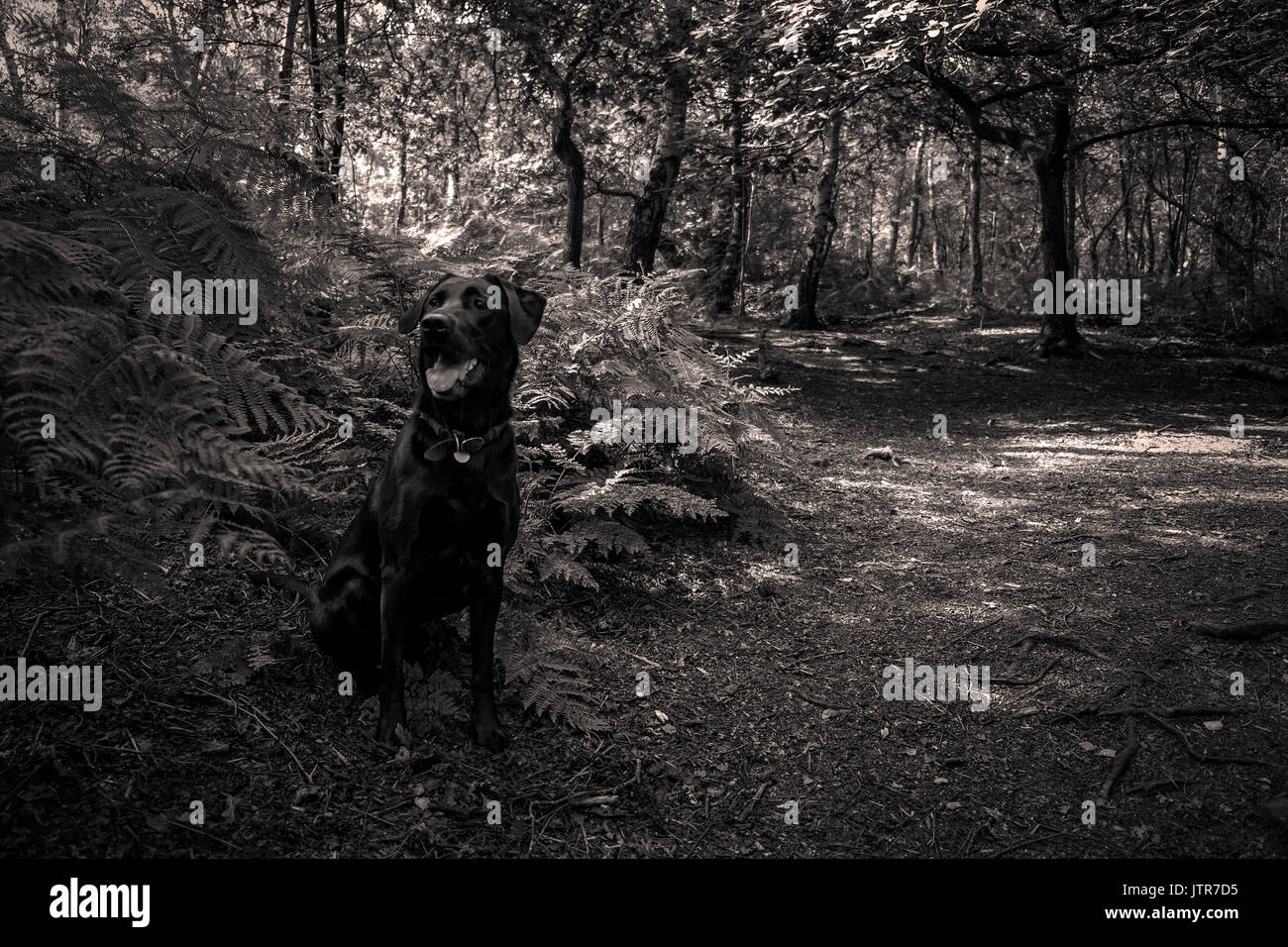 Helsby quarry hi-res stock photography and images - Alamy