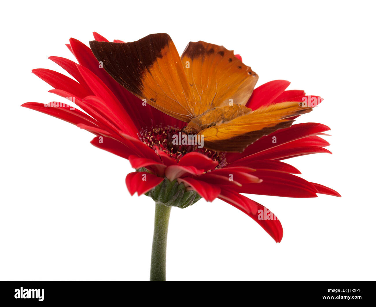 Tawny Rajah Butterfly [Charaxes bernardus] on a Red Daisy Stock Photo ...