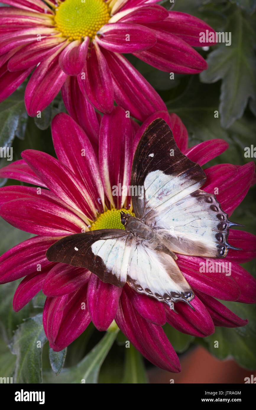 Nawab butterfly hi-res stock photography and images - Alamy