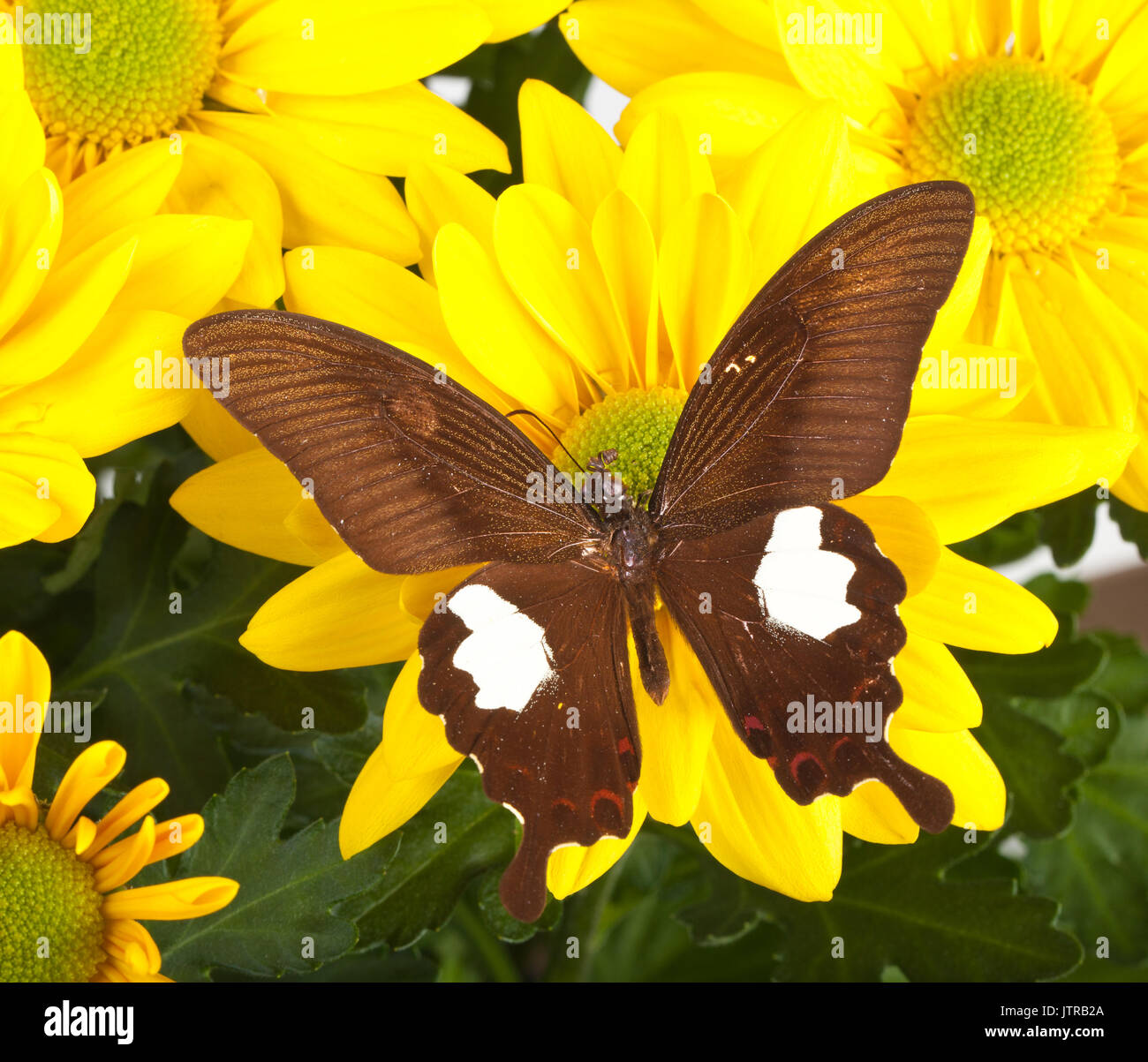 Red helen butterfly hi-res stock photography and images - Alamy