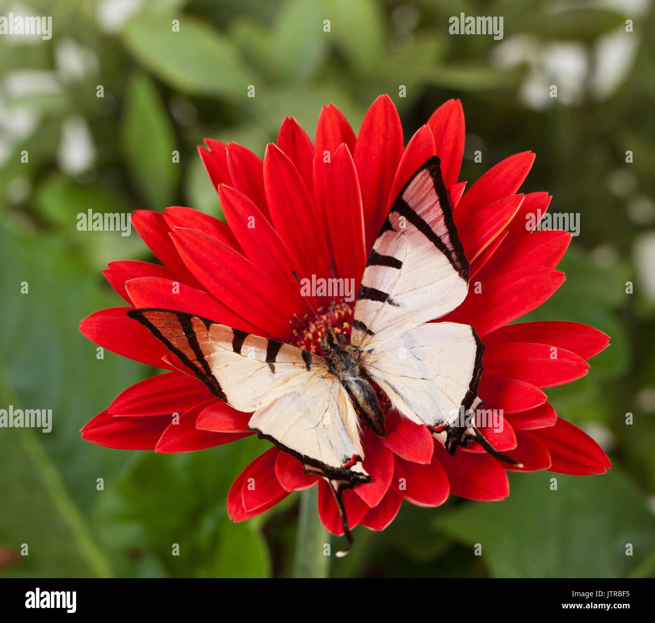 Swordtail Butterfly Stock Photos & Swordtail Butterfly Stock Images - Alamy