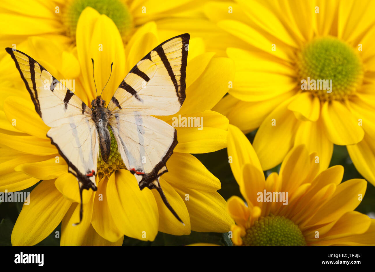 Swordtail butterfly hi-res stock photography and images - Alamy