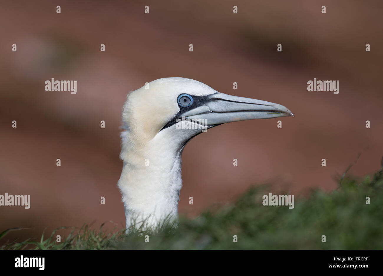 Solan bird hi-res stock photography and images - Alamy
