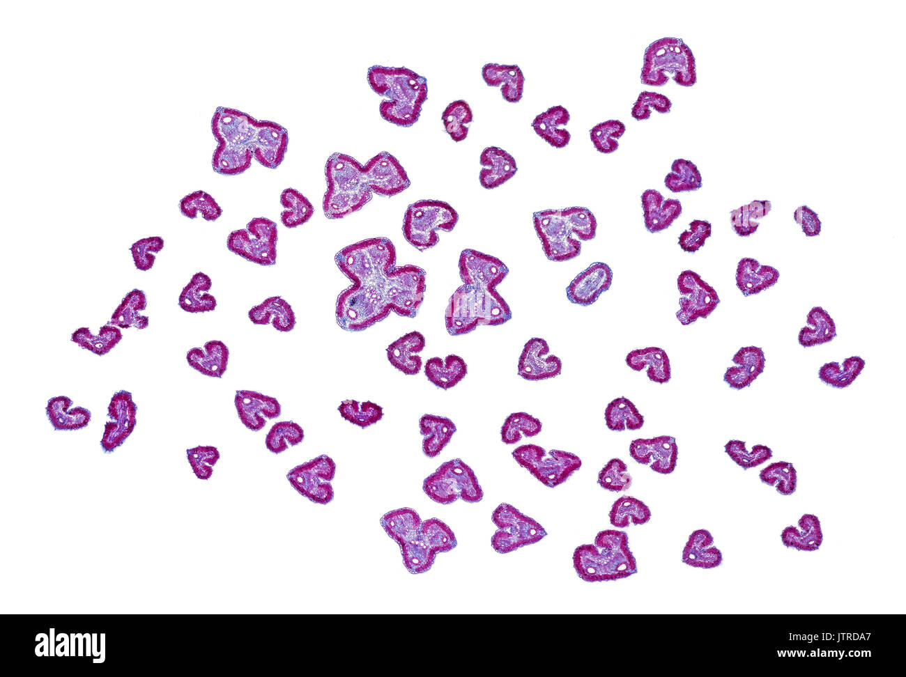 Brightfield microscope hi-res stock photography and images - Alamy