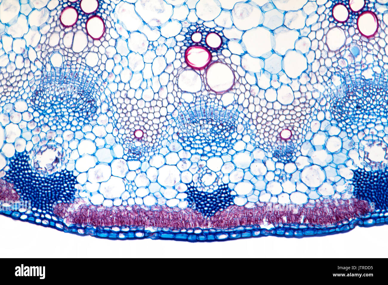 Xylem micrograph hi-res stock photography and images - Alamy