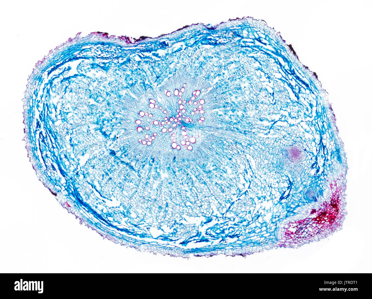 Fennel, Foeniculum vulgare, root TS brightfield photomicrograph Stock ...