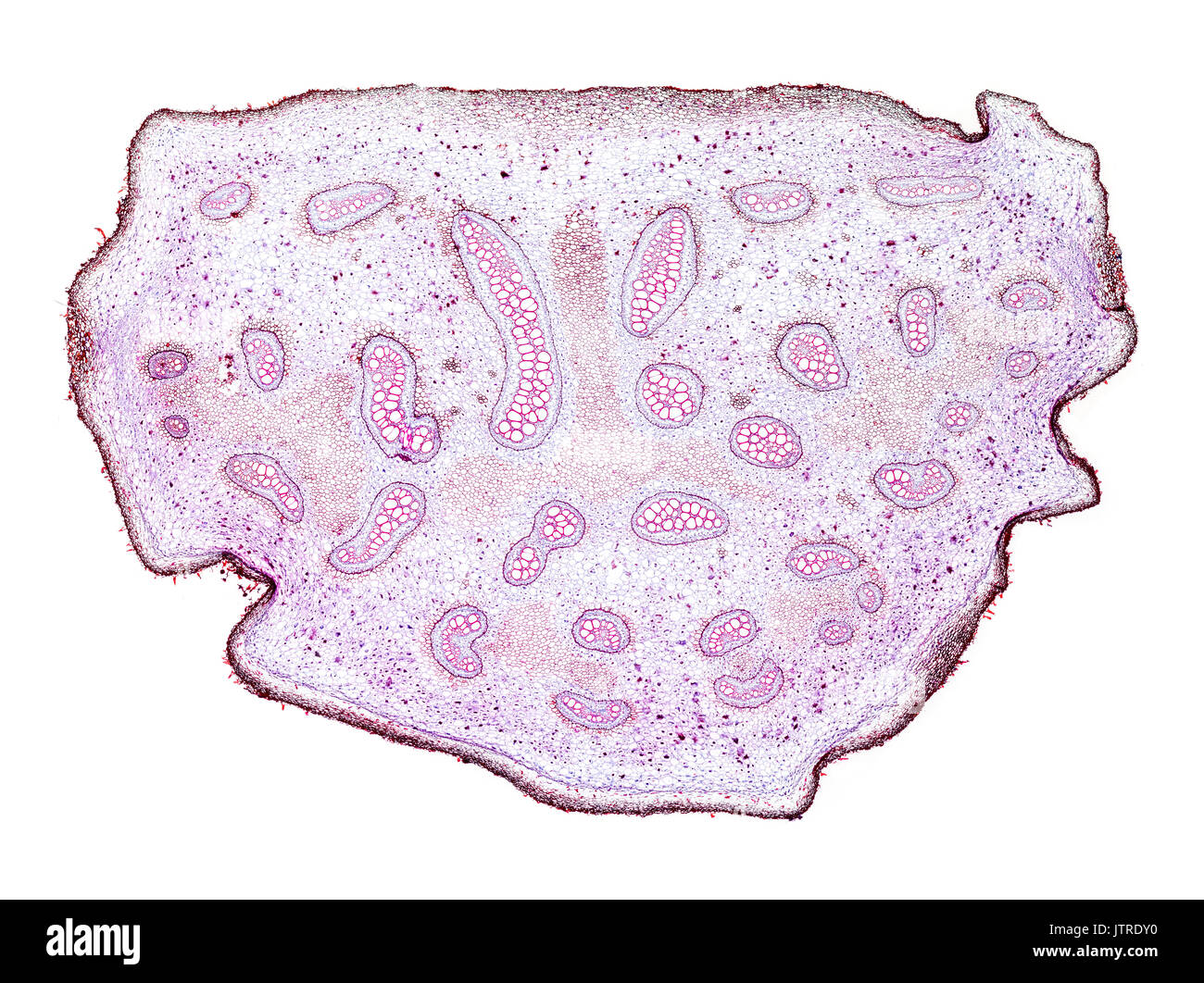 Pteridium Aquilinum Rhizome
