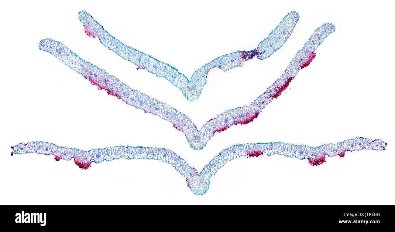 Leaf micrograph section hi-res stock photography and images - Alamy