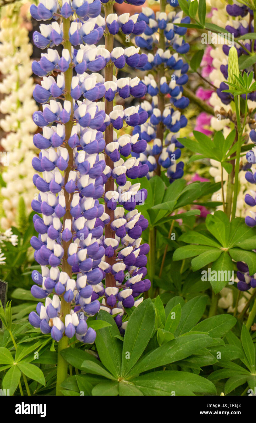 Lupin flowers in cottage garden hi-res stock photography and images - Alamy