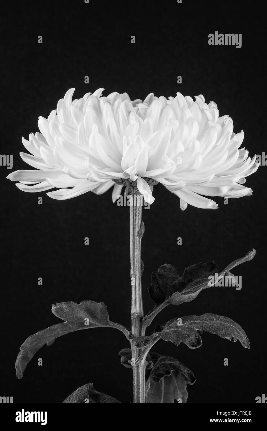 Black and white cremone chrysanthemum flower, leaves and stem on dark ...