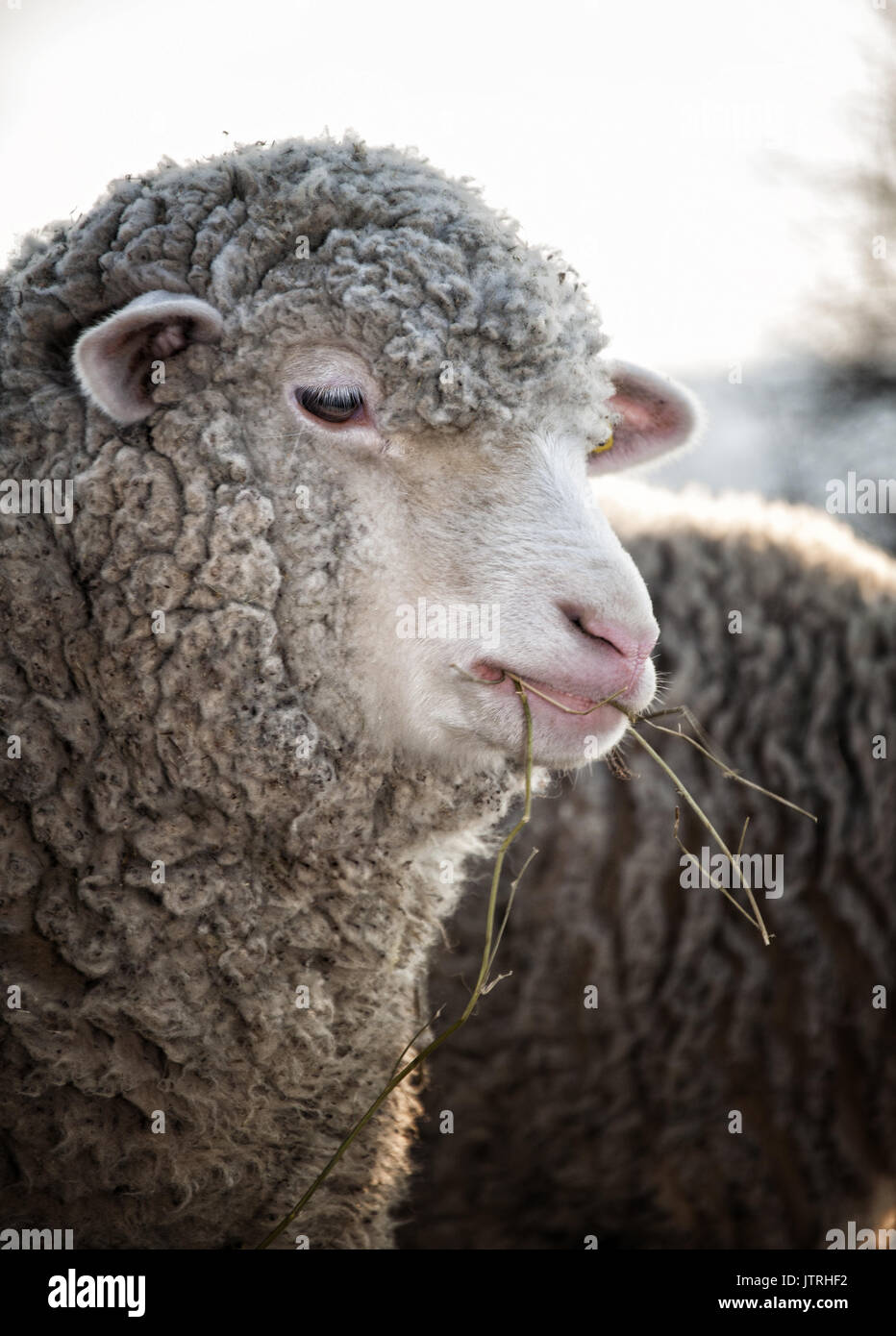 Fuzzy sheep hi-res stock photography and images - Alamy