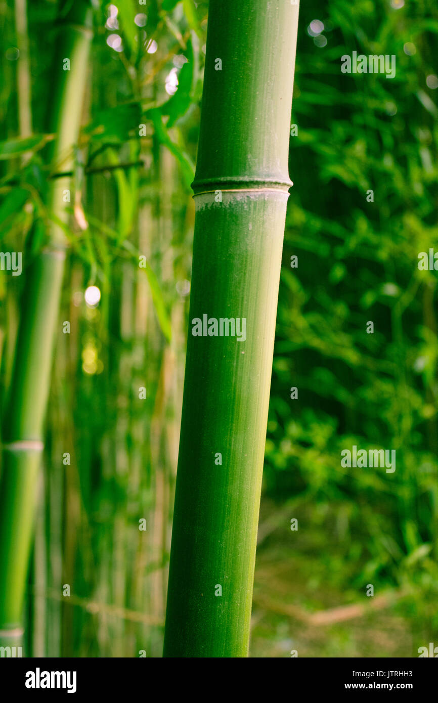 Medium sized objects hi-res stock photography and images - Alamy