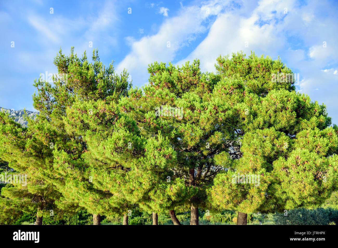 Southern pines hi-res stock photography and images - Alamy