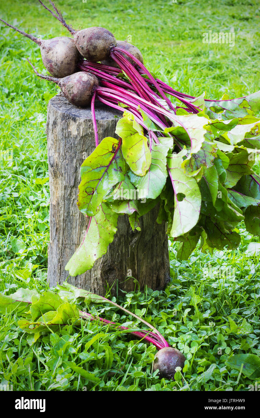 fresh beets in the garden outside Stock Photo - Alamy