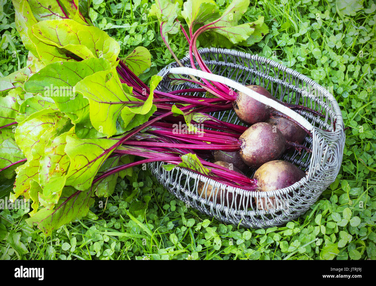 Beet vegetable basket hi-res stock photography and images - Alamy