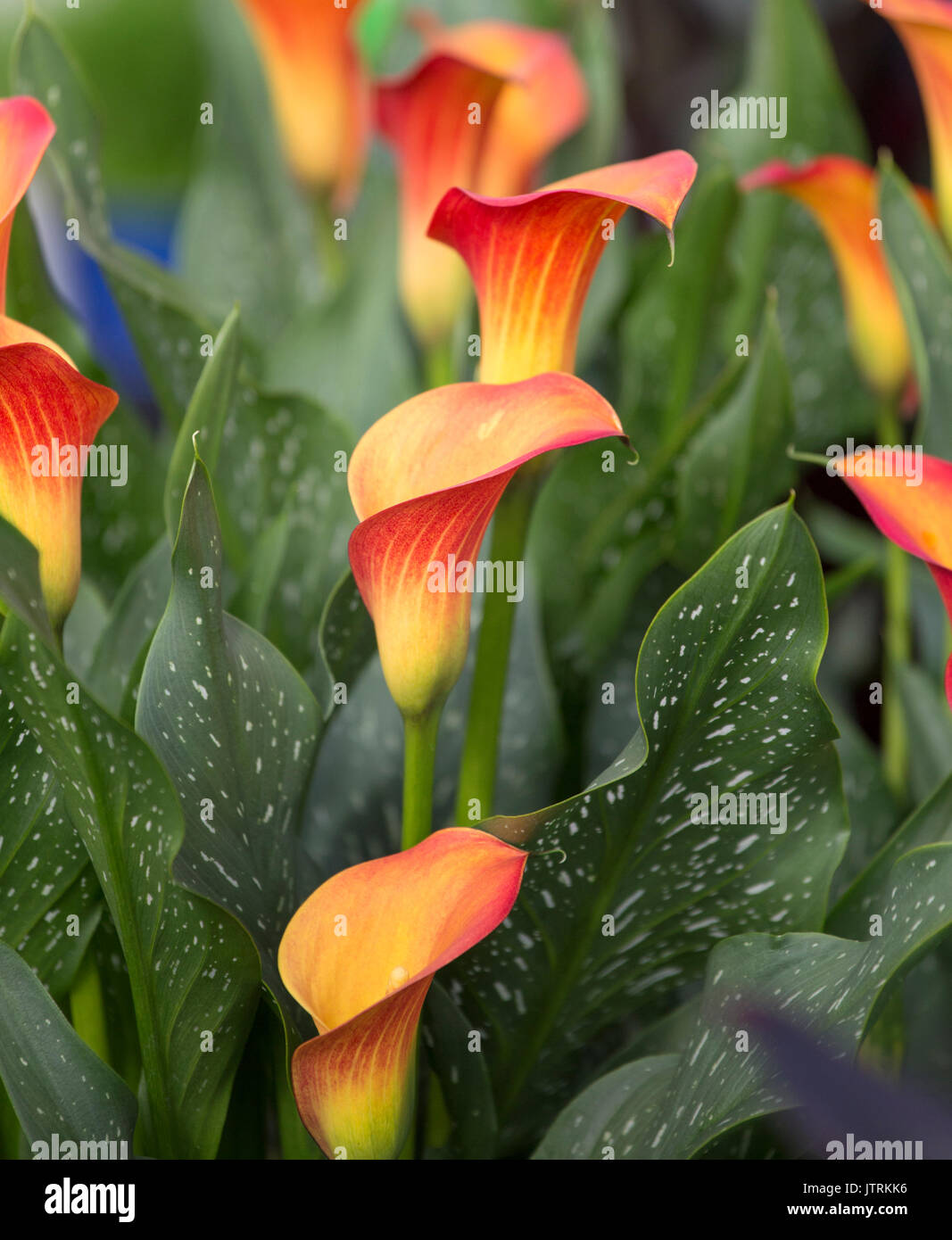 Arum lily hi-res stock photography and images - Alamy