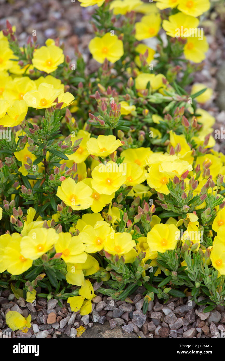Rock Rose "halimium labanotis Stock Photo - Alamy