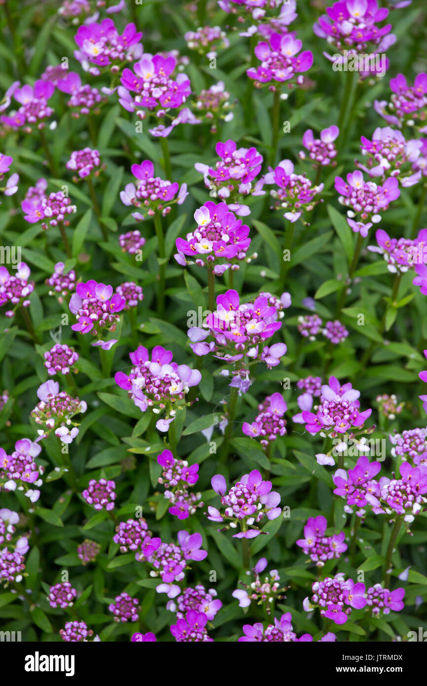 Absolutely hi-res stock photography and images - Alamy