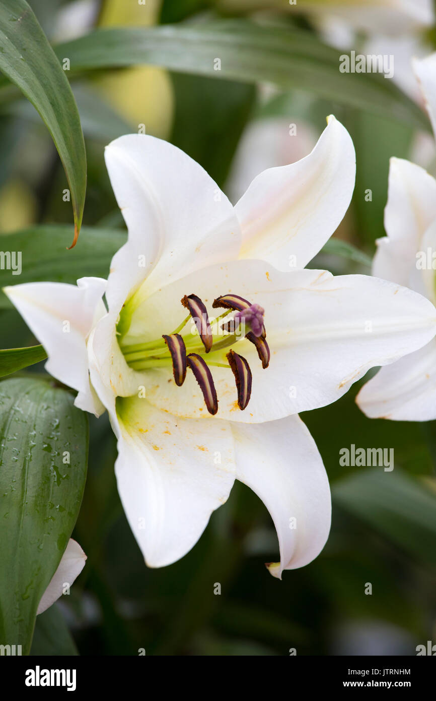 Lilium plants hi-res stock photography and images - Alamy