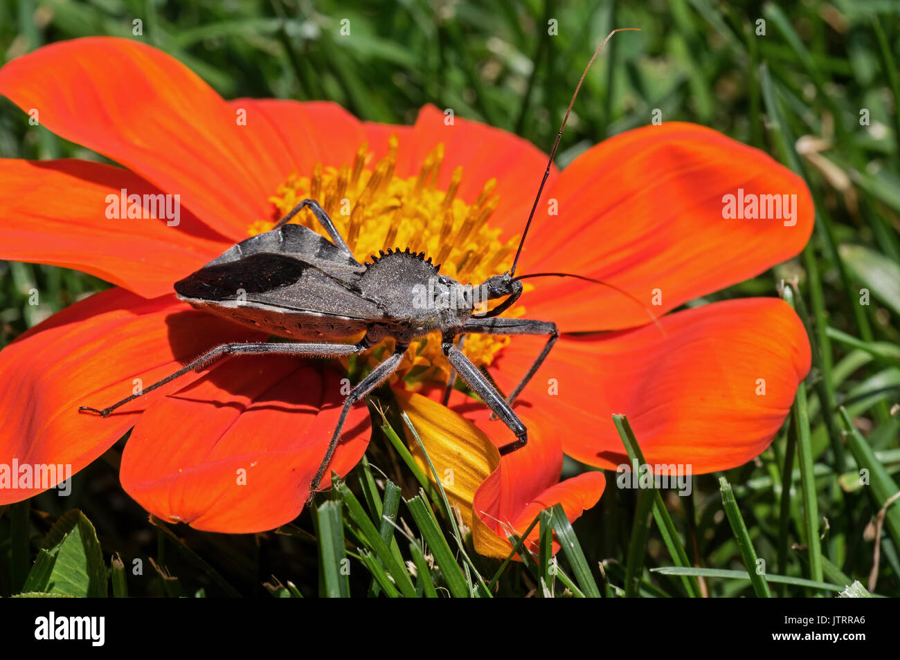 Wheel bug or assassin bug on Tithonia diversifolia flower. Assassin bug ...
