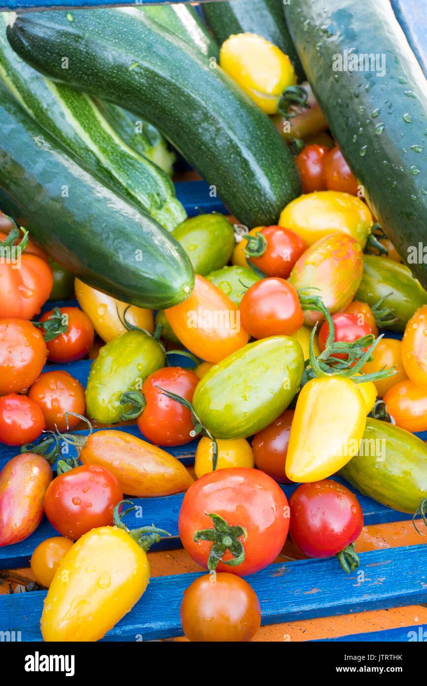 F1 tomatoes hi-res stock photography and images - Alamy