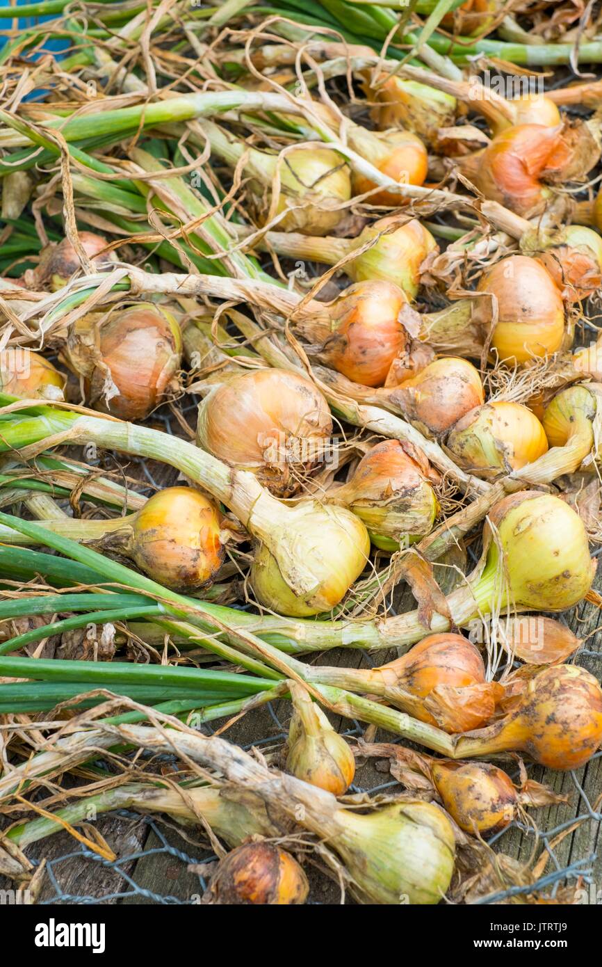 Shallots, Allium cepa, 'Golden Goumet' Stock Photo - Alamy