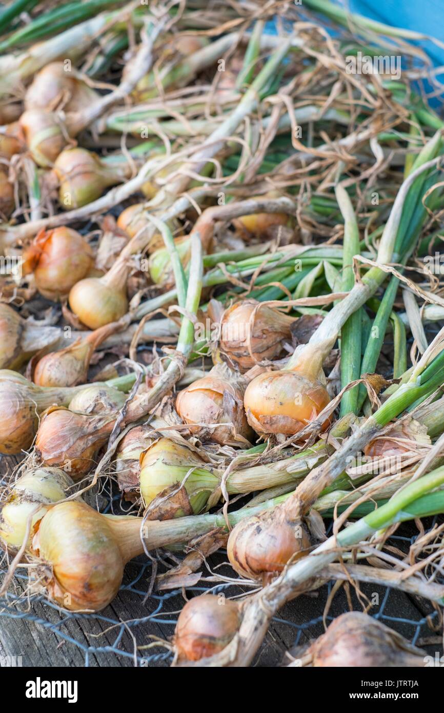 Shallots, Allium cepa, 'Golden Goumet' Stock Photo - Alamy