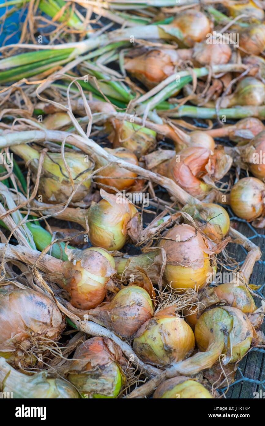 Shallots, Allium cepa, 'Golden Goumet' Stock Photo - Alamy