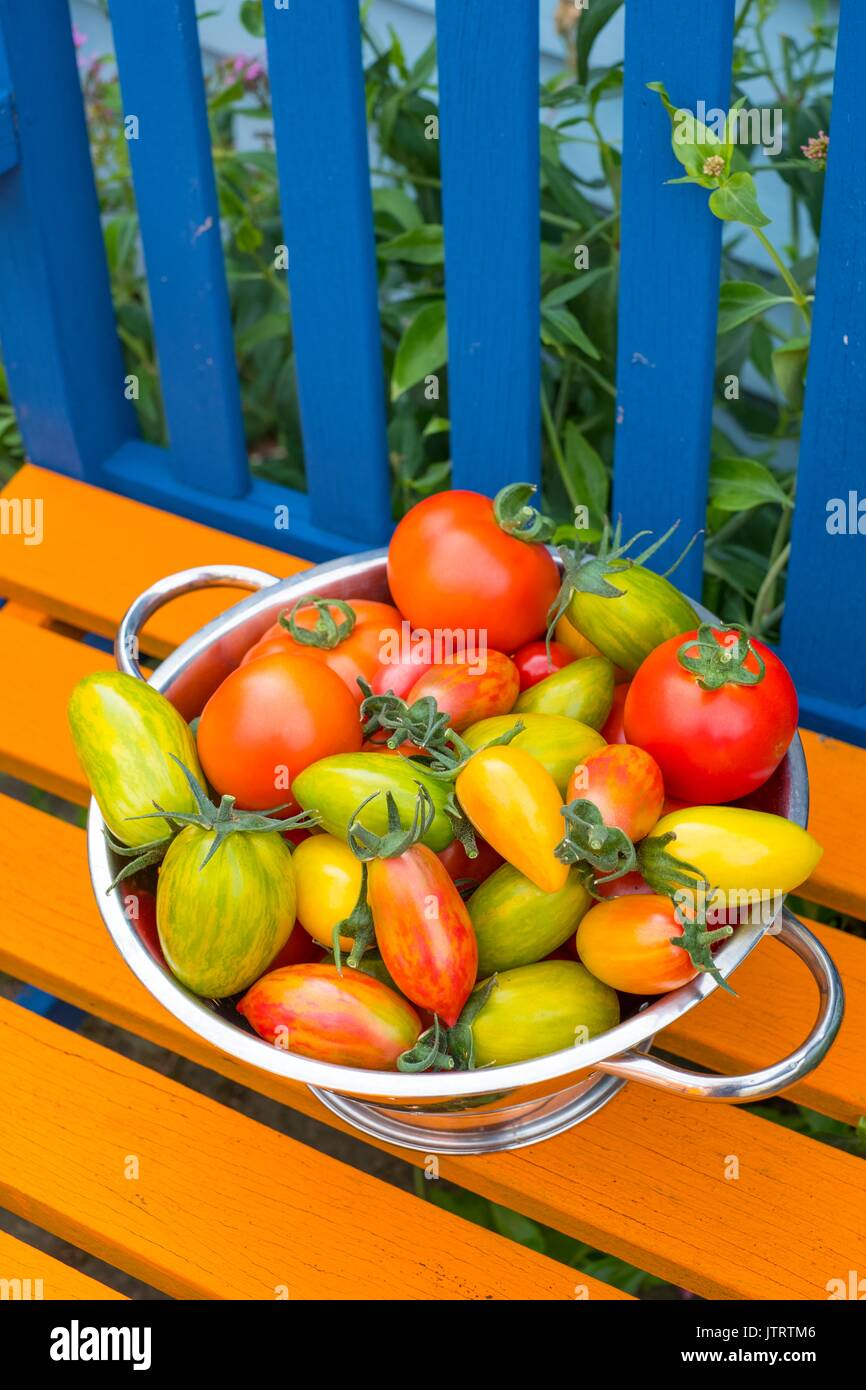 Tomatoes, Solanum lycopersicum, 'Suncherry Smile', 'Green Tiger ...