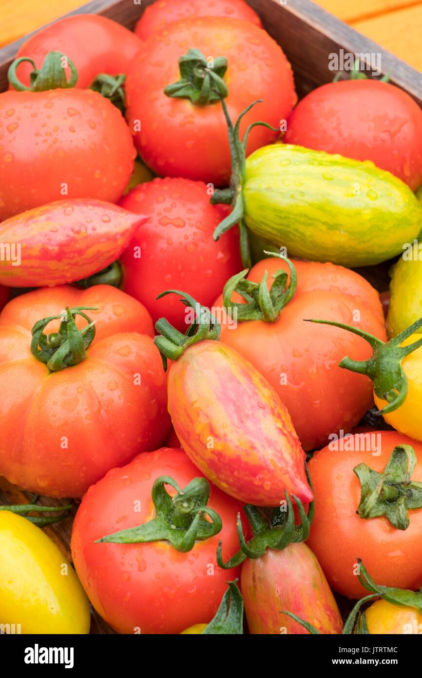 Tomatoes, Solanum lycopersicum, 'Suncherry Smile', 'Green Tiger ...