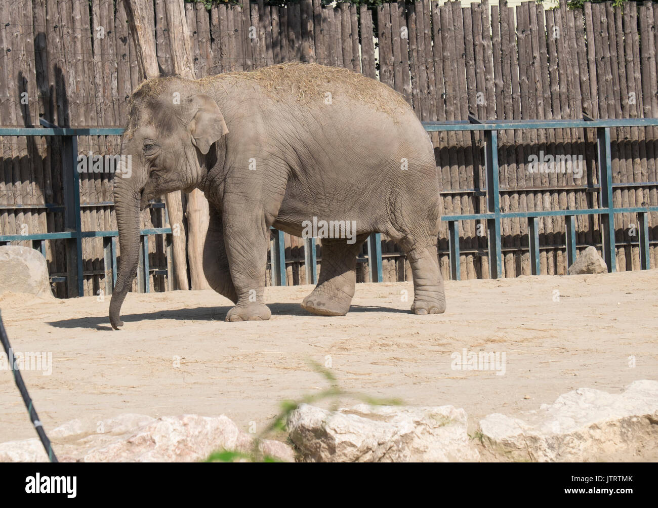 one of the oldest zoos in the world Budapest Zoo looks back on great ...