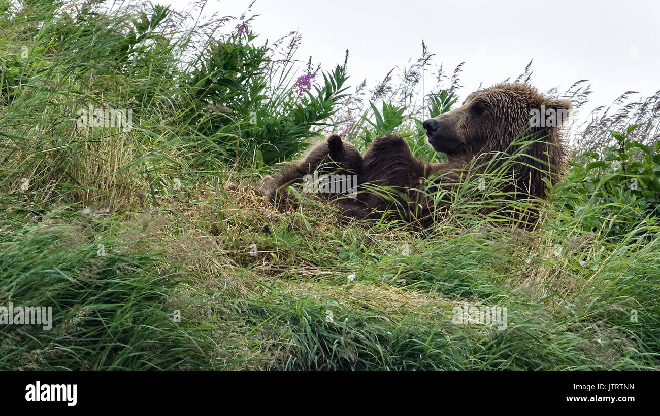 A brown bear sow known as Simba nurses her spring cubs on a bluff at ...