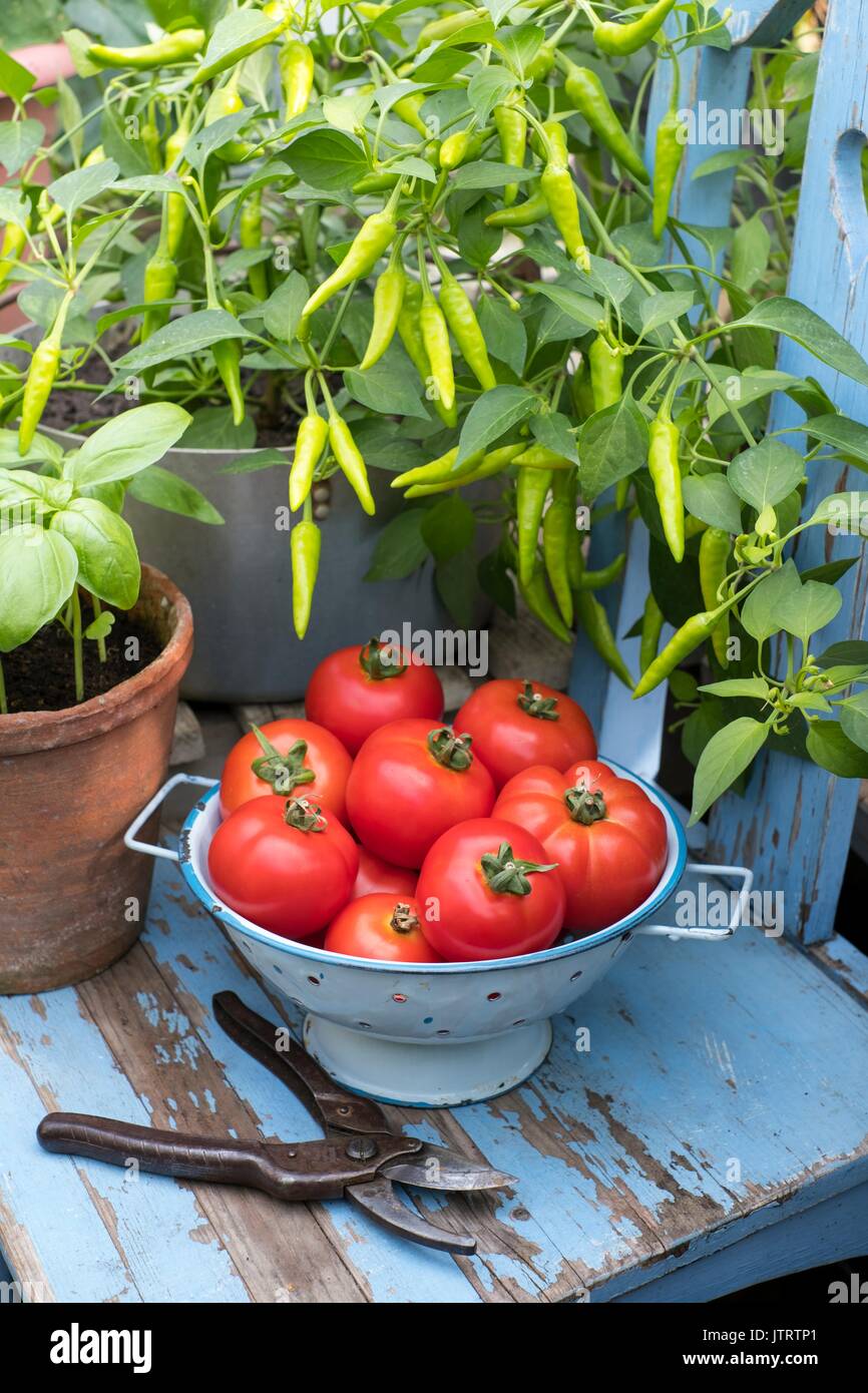 Greenhouse tomatoes, Solanum lycopersicum, 'country taste' Stock Photo ...