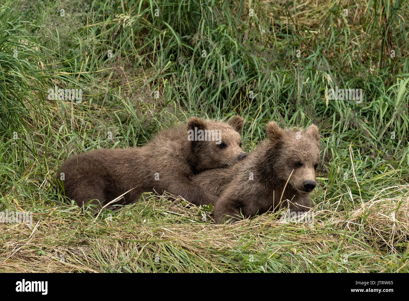 Brown bear spring cubs rest together in the grass at the McNeil River ...
