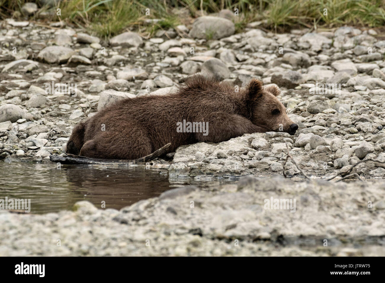 A brown bear spring cub rests half out of the water at the McNeil River ...
