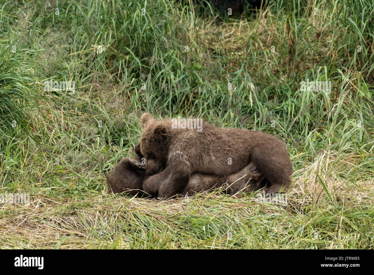 Brown bear spring cubs rest together in the grass at the McNeil River ...