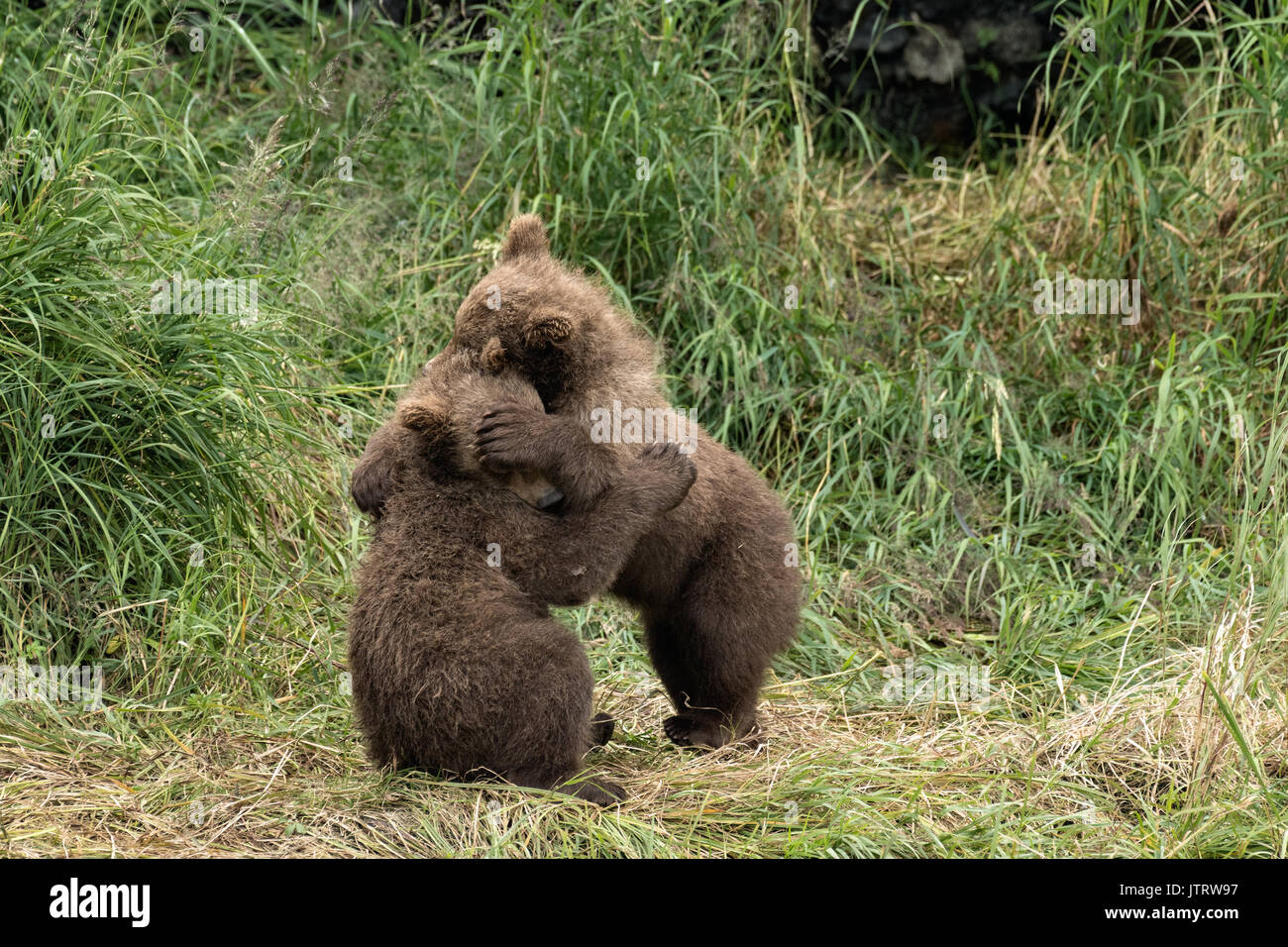 Brown bear spring cubs play together in the grass at the McNeil River ...