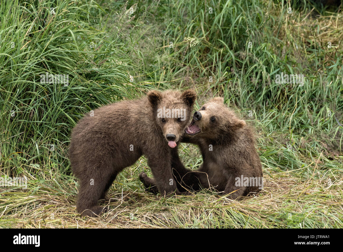 Brown bear spring cubs play together in the grass at the McNeil River ...