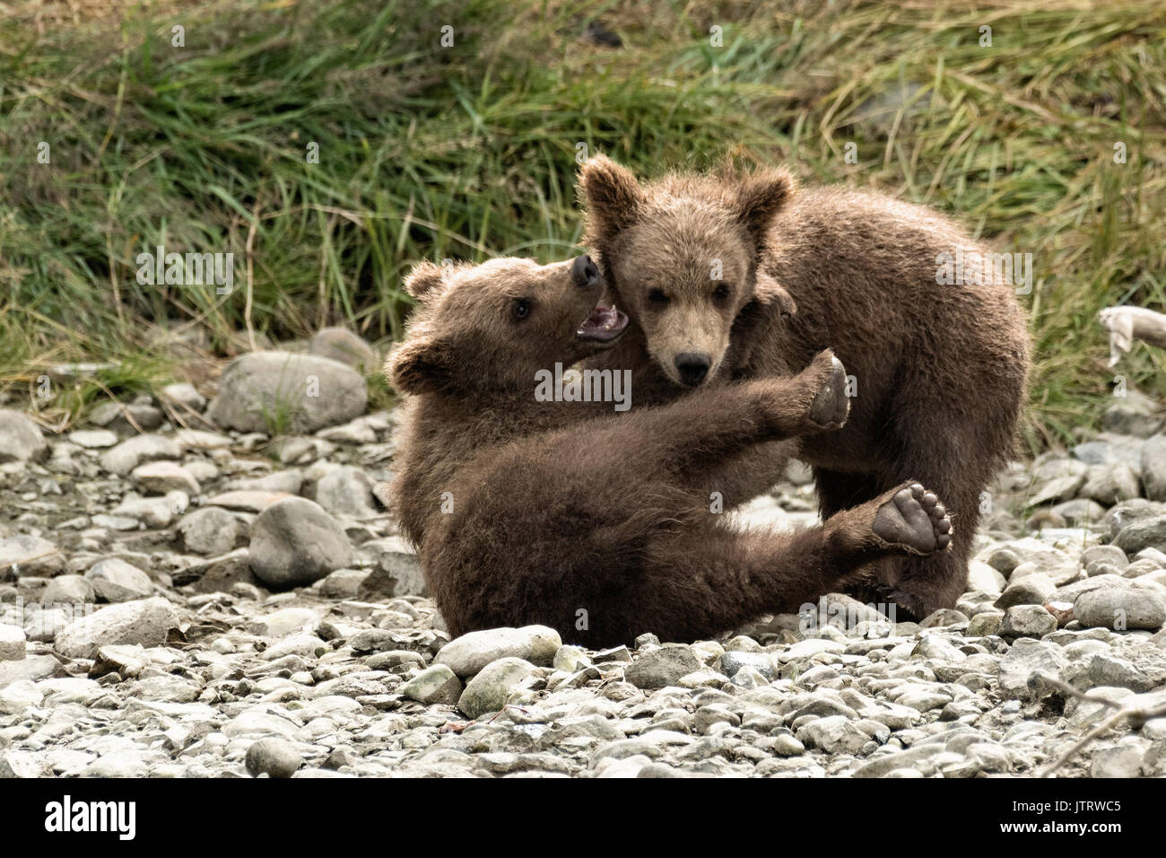 Brown bear spring cubs play together in the grass at the McNeil River ...