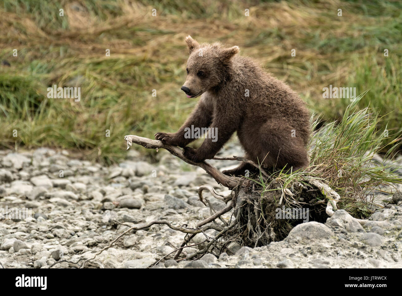 A brown bear spring cub plays on a branch at the McNeil River State ...