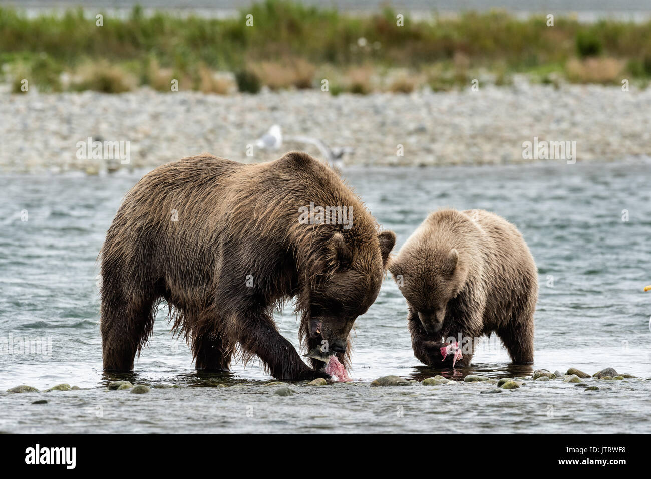Yearling grizzly bear cub hi-res stock photography and images - Alamy
