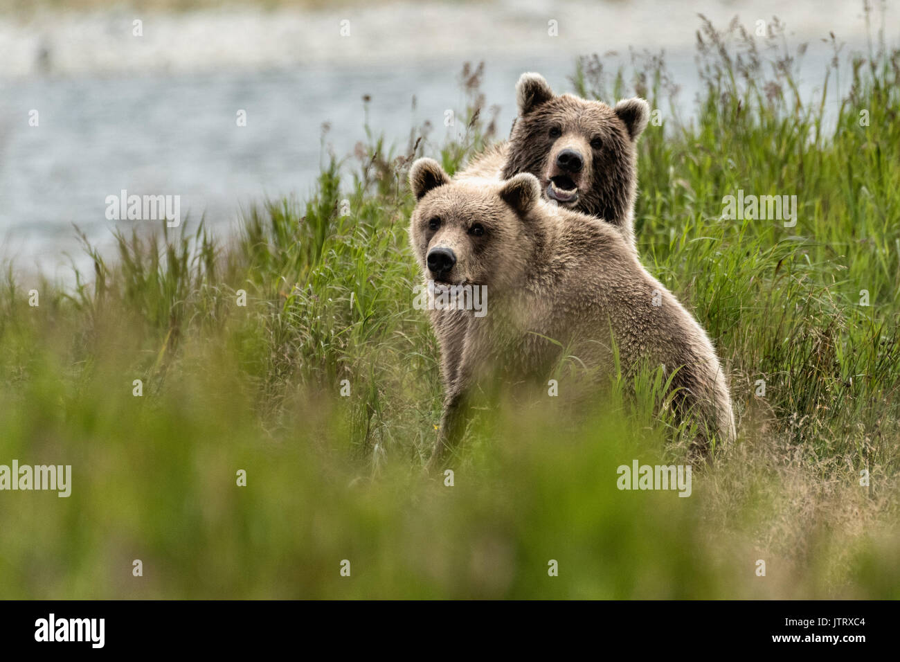 Sister species of the brown bear hi-res stock photography and images ...