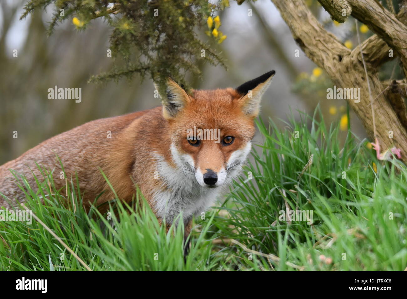 Adult Red British fox Stock Photo - Alamy