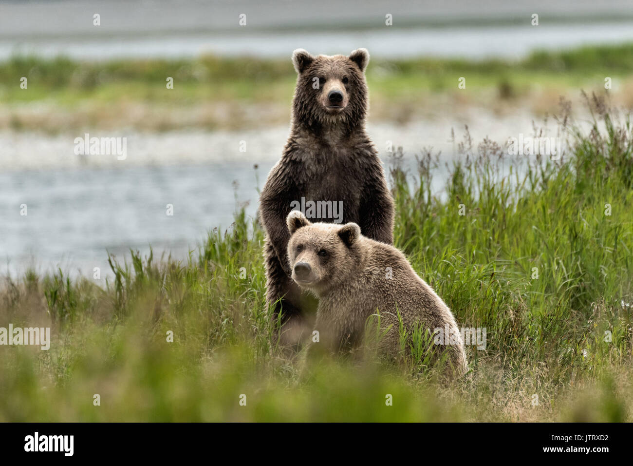 Brother and sister Brown bears together at the McNeil River State Game ...