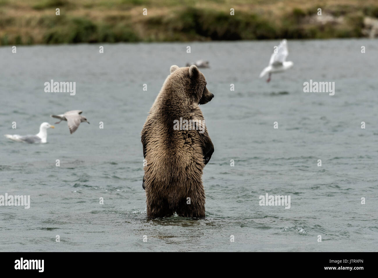 Bear standing on two legs hi-res stock photography and images - Alamy