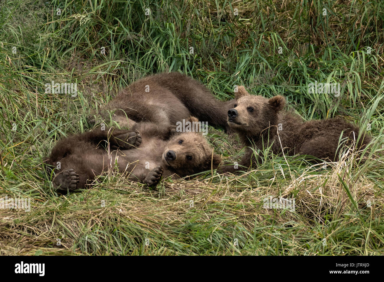 Brown bear spring cubs play together in the grass at the McNeil River ...