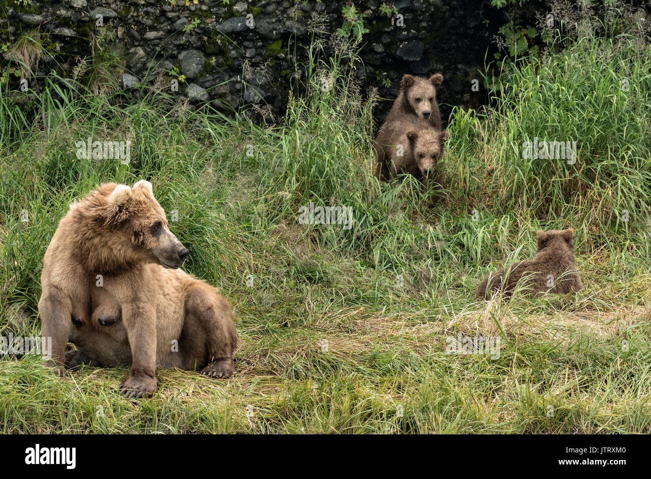 A brown bear sow known as Simba guards the den where her spring cubs ...