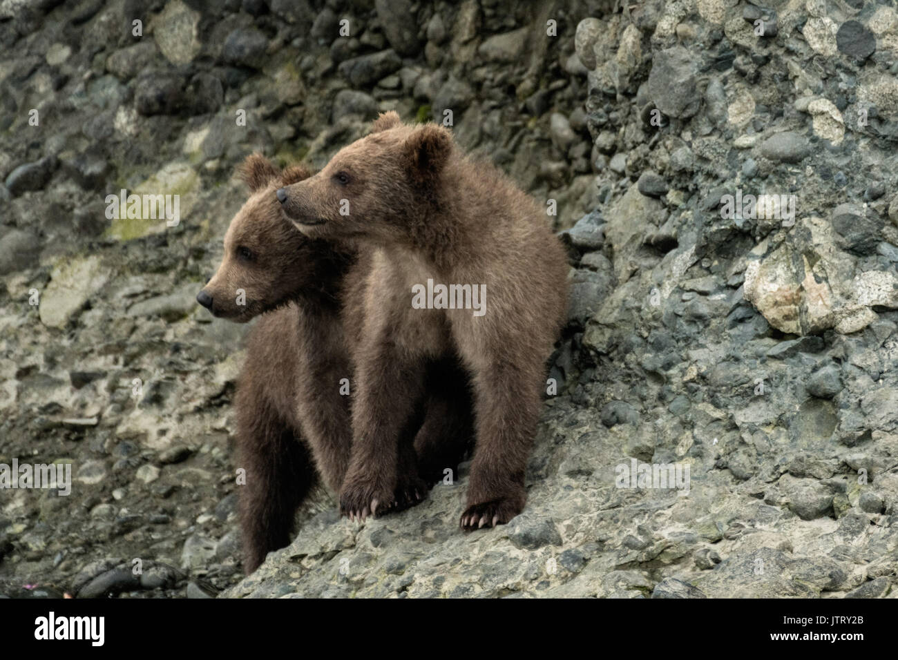 Brown bear spring cubs play together at the McNeil River State Game ...